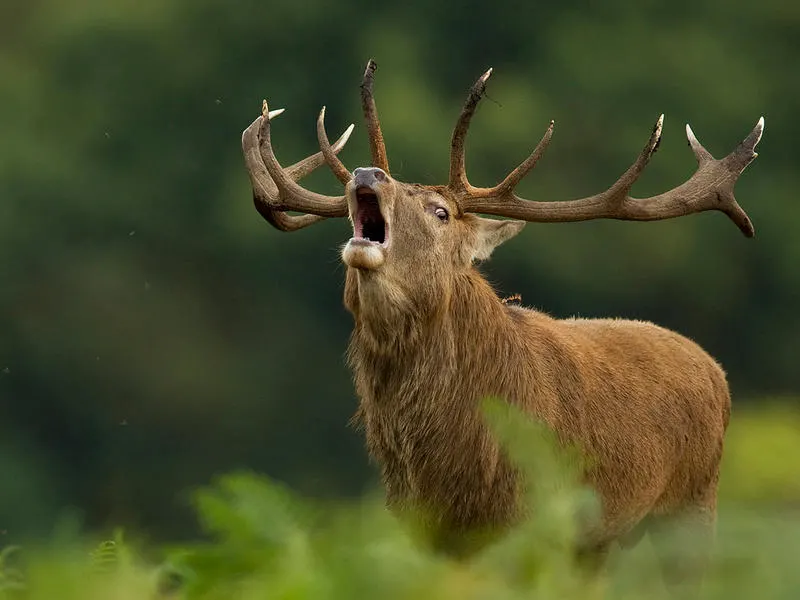 Il bramito del cervo al tramonto - Vagoxmonti