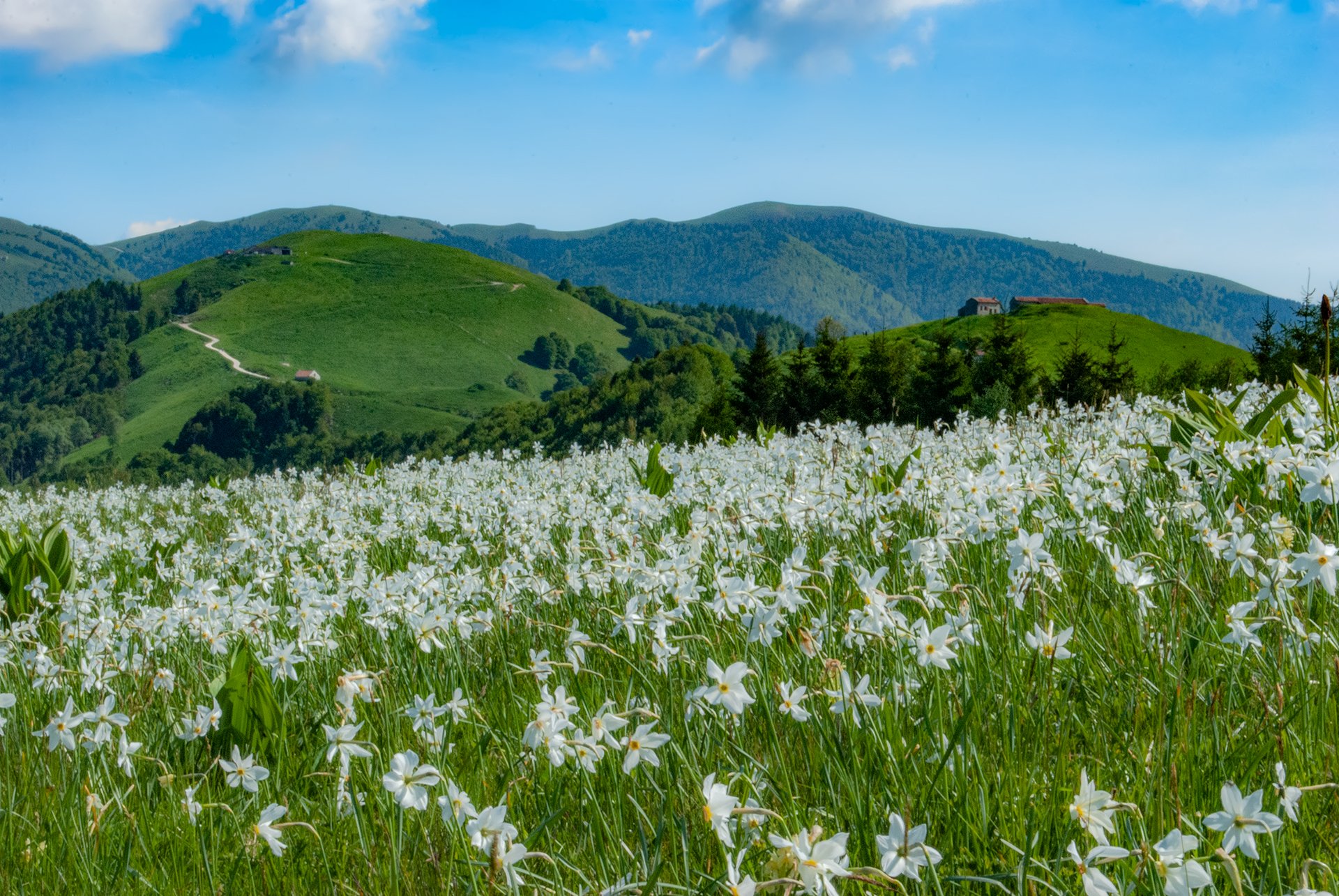 Il "Sentiero dei Narcisi" sul Monte Cesen - Vagoxmonti